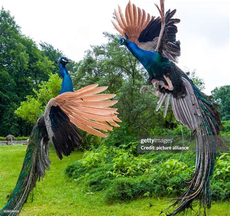 Archive Two Male Blue Peacocks Fight For Their Territory In The