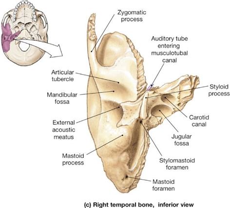Temporal Bone Features Diagram Quizlet