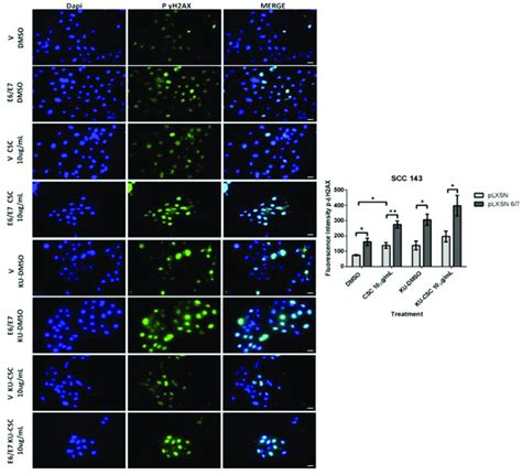 HPV E E Oncoproteins And CSC Increase DNA Damage In Oral Cells Download Scientific Diagram