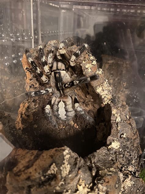 P Regalis 😁 R Tarantulas
