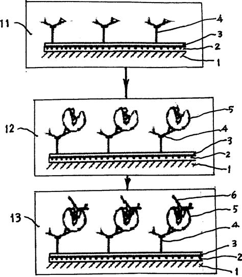 Method For Detecting Small Molecule Protein And Peptides By Using Sandwich Immunization Sensing