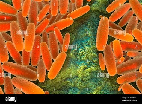 Pasteurella Multocida Human Infection