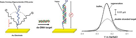Oligonucleotide Probe
