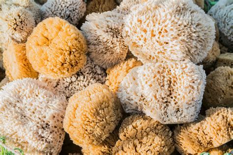 18 Sea Sponge Facts About These Underwater Wonders