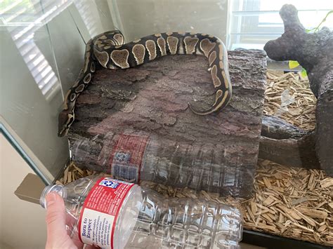 Full Grown Ball Python