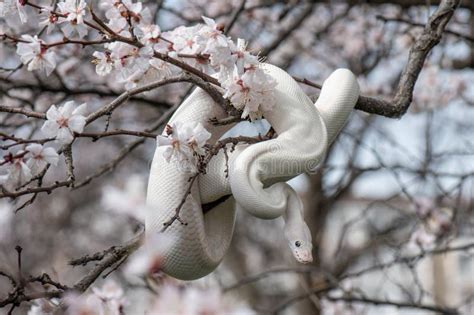 White Snake With Blue Eyes On A Cherry Blossom Branch Ball Python White Python In Spring