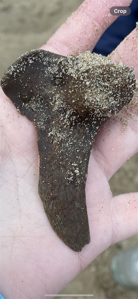 Possible Fossil Identification R Fossils