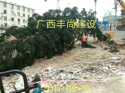 柏树移植2 树木移植 修剪 广西丰尚建设集团有限公司