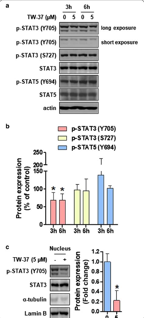 Tw 37 Inhibits The Stat3 Phosphorylation At Tyr 705 And Nuclear Download Scientific Diagram