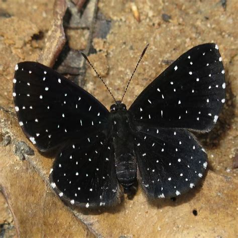 Echydna Punctata Starry Metalmark Beautiful Butterflies Beautiful Bugs Butterfly Photos