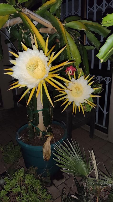 Dragon Fruit Flowers Rdragonfruit