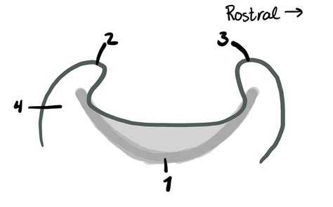 A2 Part 2 Diagram Quizlet