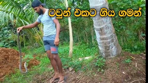 හදිසියේම මුදාගැනීමක් 🐍 Youtube