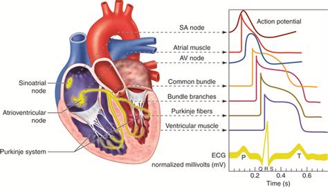 Focused Anatomy And Physiology Review Cardiac Rehabilitation For The Clinical Exercise