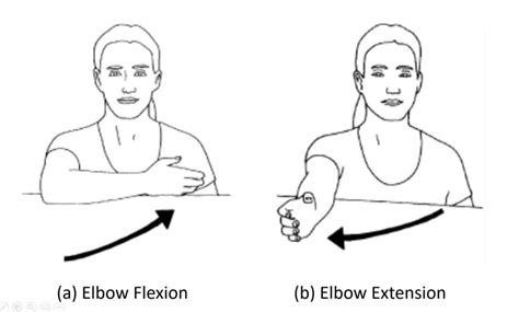 Supported Elbow Flexion Extension Movement A Elbow Flexion B