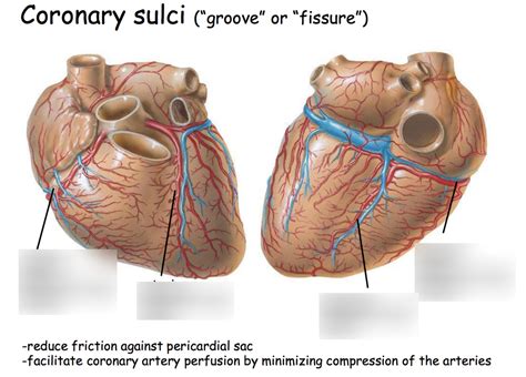 What Is Coronal Sulcus At Kathleen Dekker Blog