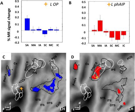 PPI Analysis Of Main Experiment Aand B Average Activity Profiles Of Download Scientific