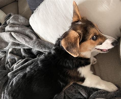 The Many Moods Of Jynxie R Corgi