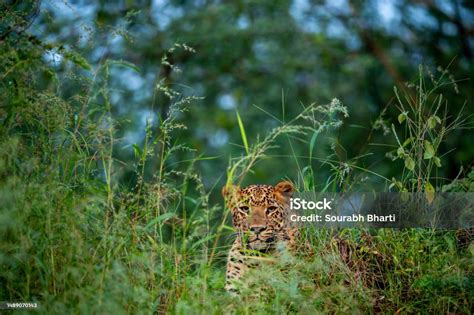 Leopardo Macho Indio Salvaje O Pantera O Panthera Pardus Fusca