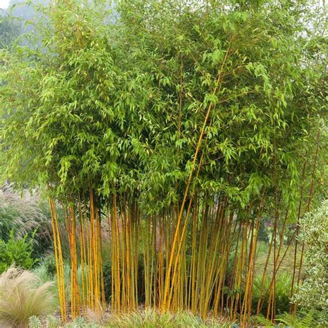 Phyllostachys Aurea Bambou 1982 Pépinière