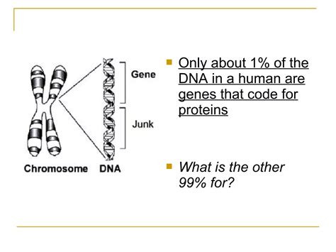 Dna Structure Function Replication Lesson Ppt
