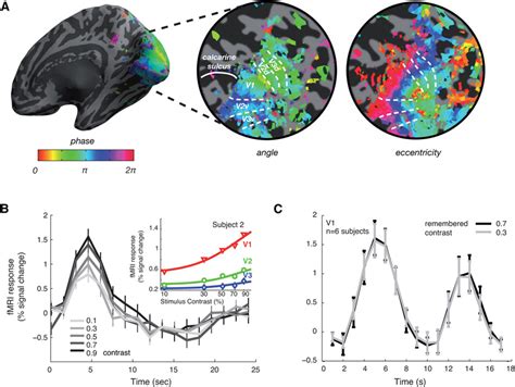 Retinotopic Mapping And Event Related Responses In Early Visual Cortex