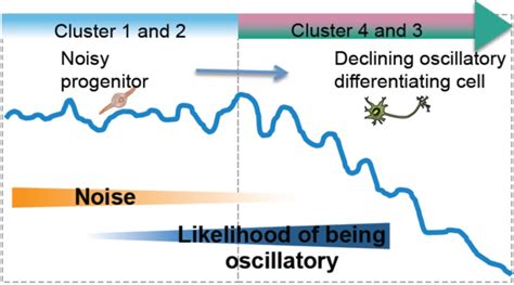 Quantitative Real Time Single Cell Analysis In Tissue Reveals