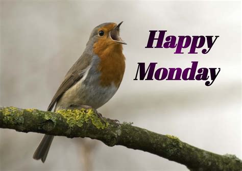 100 Happy Monday Pictures