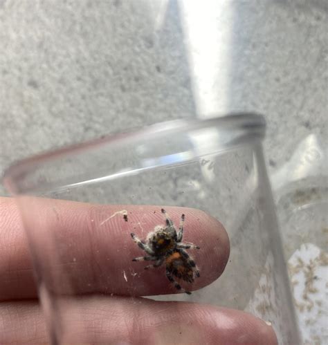Help My Jumping Spider Hasnt Eaten Once In The 4 Weeks Since I Got Her Ive Offered