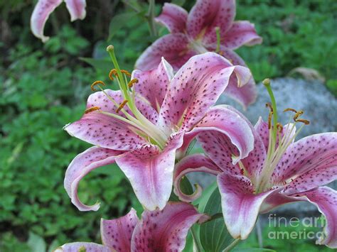 Pink Tiger Lilies By Jackie Popp