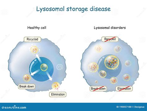 Lysosome Function