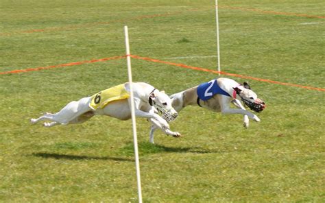 Whippet Info FAQs National Whippet Club Of Canada