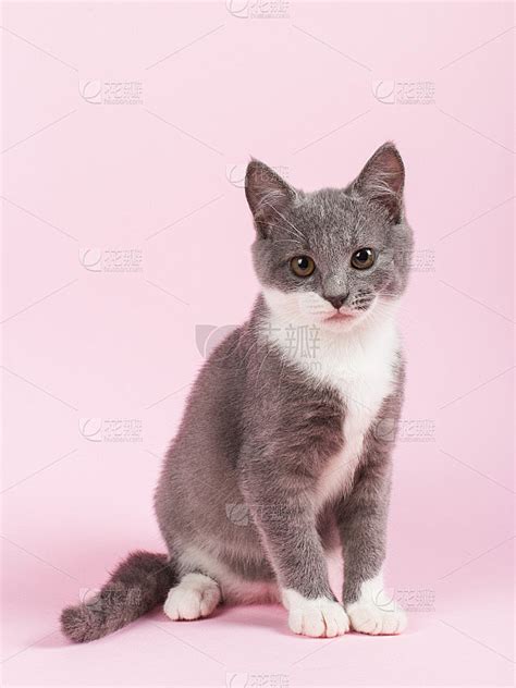 灰白色可爱的小猫在粉红色的背景看起来。