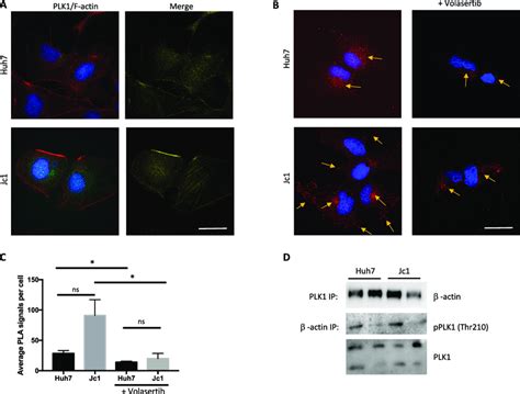 Plk1 Interaction With The Actin Cytoskeleton In Hcv Infected Cells A Download Scientific