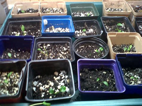 Live Love Climb Hosta Seed Propagation Indoors