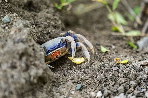 Cangrejo Azul 5 Datos Sobre Esta Especie Que Está En Peligro De
