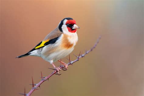 Cardellino Juzaphoto