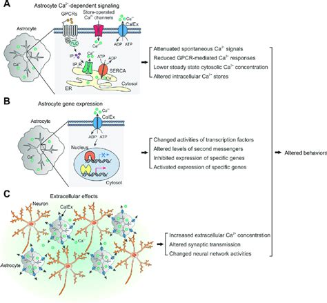 Schematics To Illustrate Descriptive Models Of Astrocyte Calex Induced