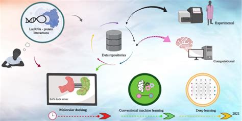 lncrna protein interactions encyclopedia mdpi