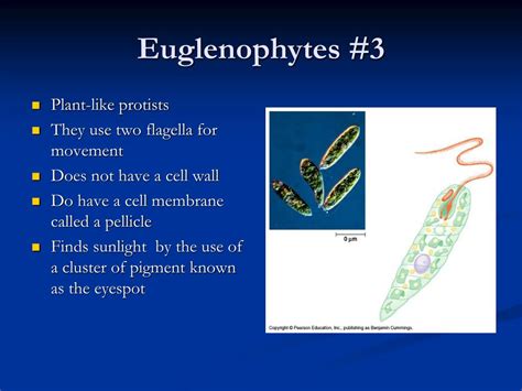 Ppt Classification Powerpoint Presentation Free Download Id3065863