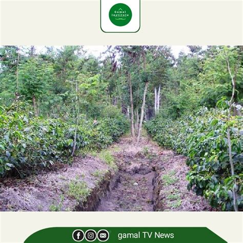 Inilah Fungsi Pembuatan Rorak Untuk Tanaman Kopi