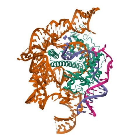 Rcsb Pdb 8iaz Cryo Em Structure Of The Isfba1 Tnpb Rerna Dsdna Complex