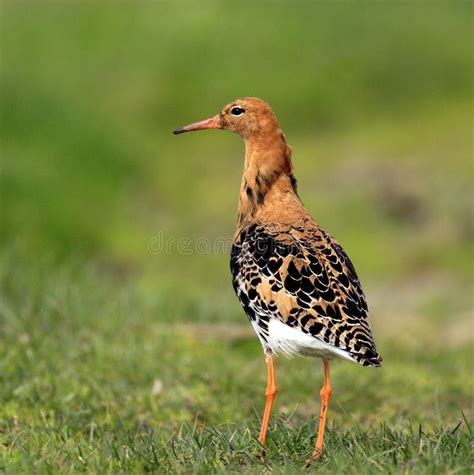 Single Ruff Bird On Grassy Wetlands During A Spring Nesting Period