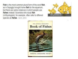 Nouns Their Functions PPTX