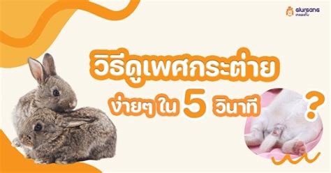 วิธีดูเพศกระต่าย ง่ายๆ ใน 5 วินาที