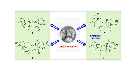 Maydistacins A G Terpestacin Type Sesterterpenoids With Anti Inflammatory Activity From The