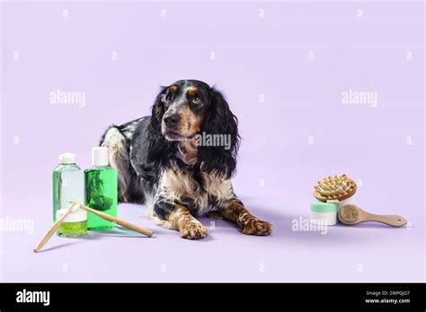 Cute Cocker Spaniel With Bath Accessories Lying On Lilac Background