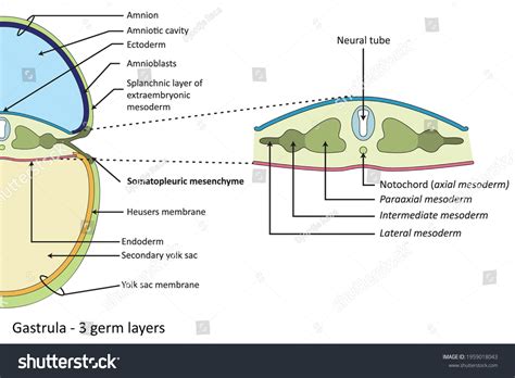 Germ Layers Embryonic Cells Over 6 Royalty Free Licensable Stock Illustrations And Drawings