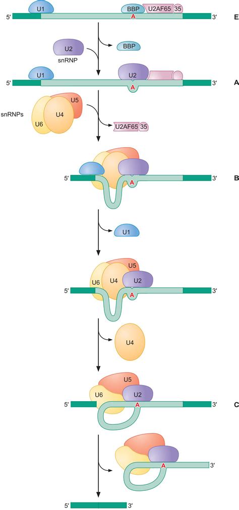 Mit Molecular Biology 笔记8 Rna剪接 Iojafekniewg 博客园