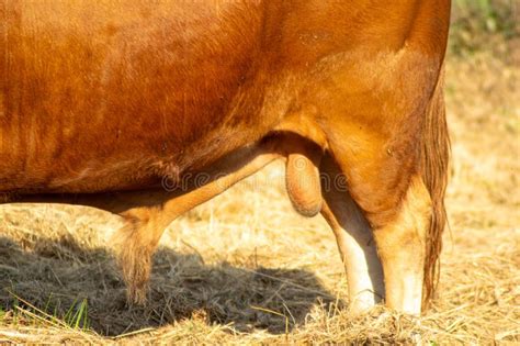 Detailed View Of The Quarter Trase And Testicles Of A Breeding Bull